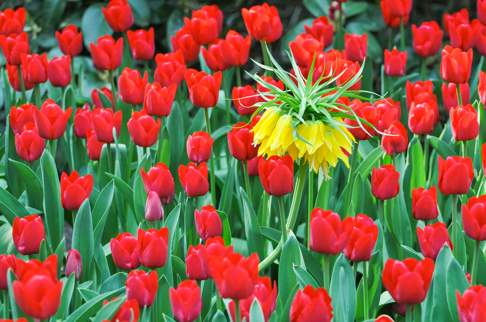 Are Tulips Poisonous to Chickens?
